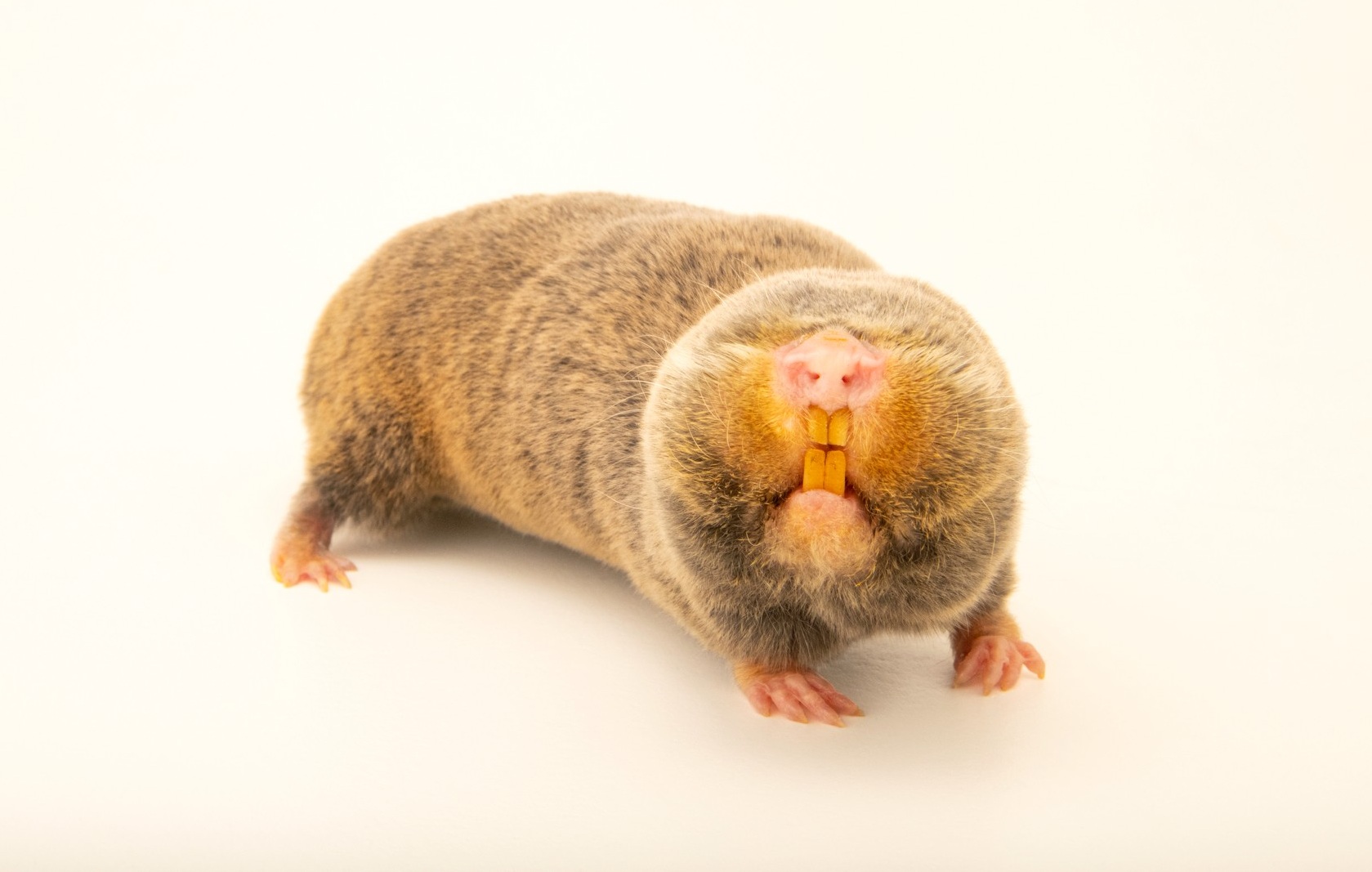 Сляпо куче | Информация, Контрол и Превенция | Биогард